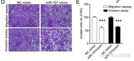 Transwell实验---从入门了解到SCI写作 - 知乎