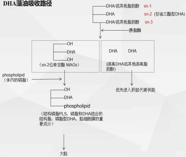 Sn-2 DHA是什么？是不是选择Sn-2 DHA的产品更好？ - 知乎