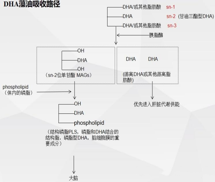 Sn-2 DHA是什么？是不是选择Sn-2 DHA的产品更好？ - 知乎