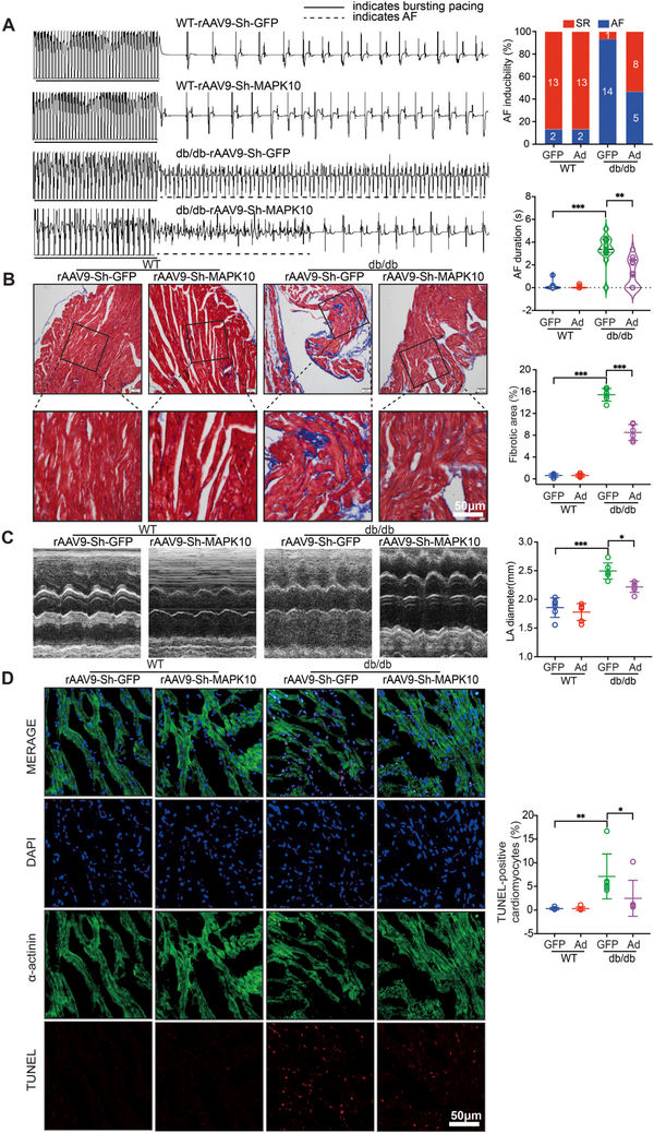 时序RNA-seq分析发现MAPK10是糖尿病诱发小鼠房颤的关键基因 - 知乎
