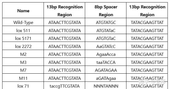Cre小鼠和flox小鼠区别以及Cre-LoxP系统 - 知乎