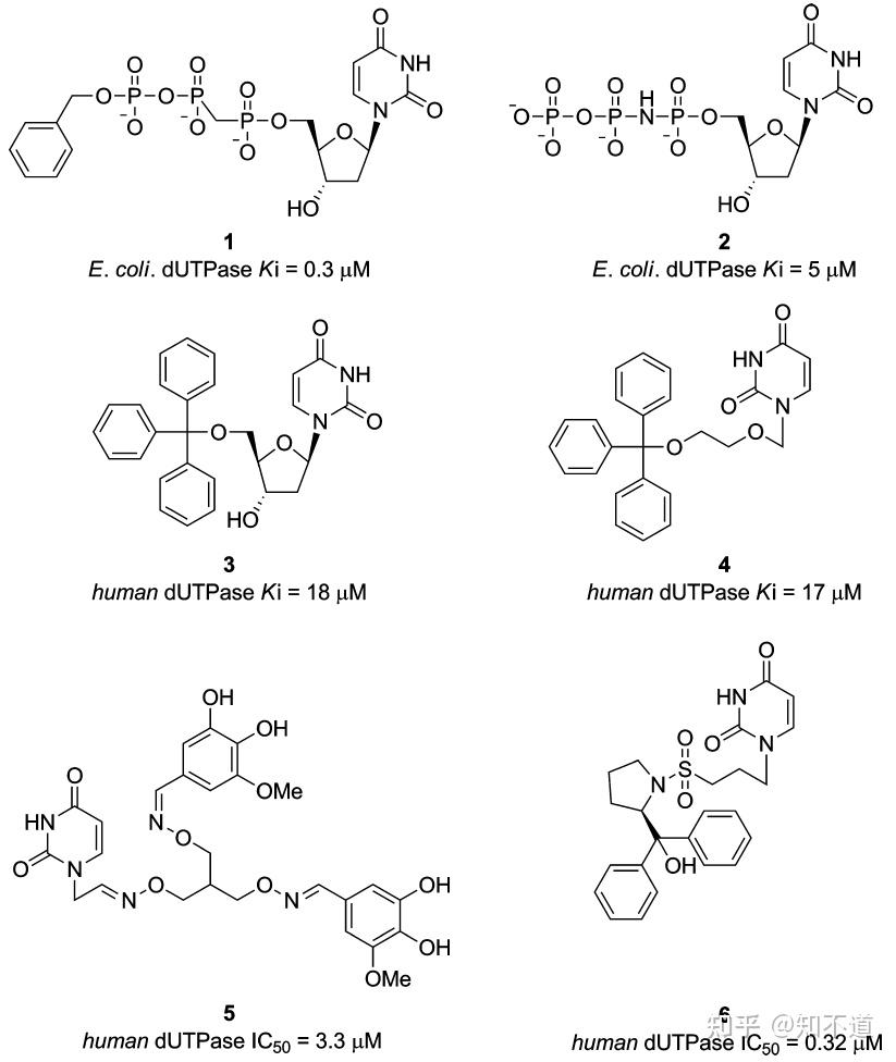 人dUTPase抑制剂compound26的发现历程 - 知乎