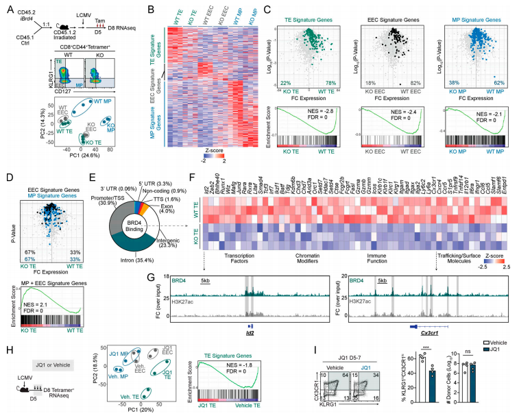 BRD4蛋白研究新发现——助力治疗包括癌症在内的多种疾病 - 知乎