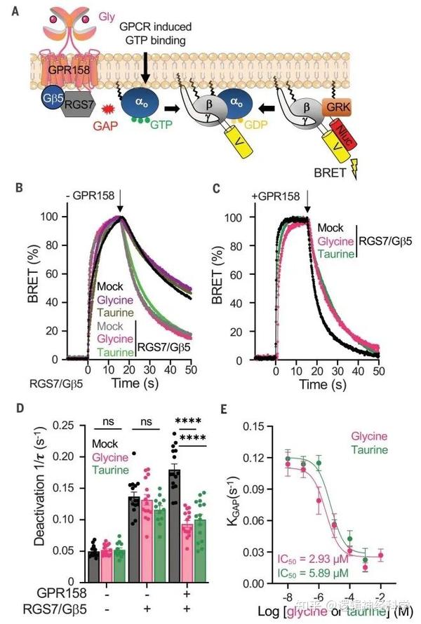Science︱突破！美国佛罗里达大学团队发现：孤儿G蛋白偶联受体GPR158作为一种代谢甘氨酸受体——mGlyR - 知乎