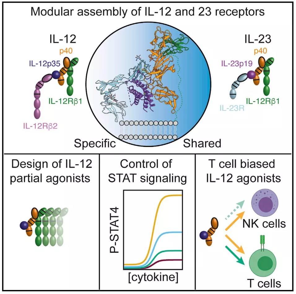 突破IL-12治疗瓶颈，独特结构带来肿瘤免疫治疗新策略 - 知乎