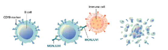 欧盟批准Minjuvi联合来那度胺治疗DLBCL - 知乎