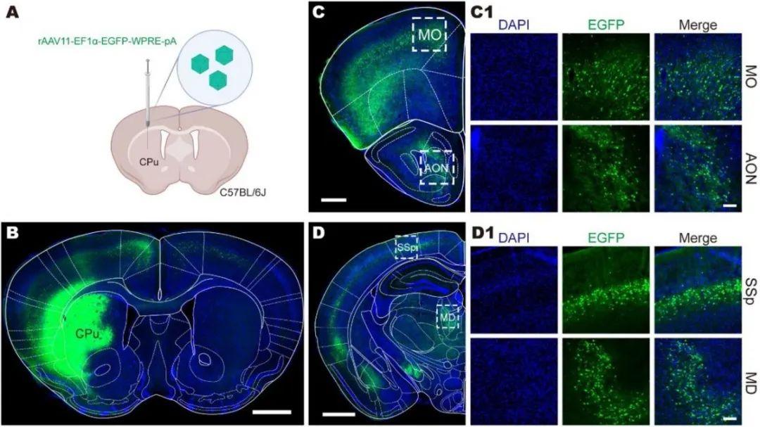 小布解读 | 新型rAAV11！比rAAV2-retro更高效、更全能的逆向标记血清型！ - 知乎