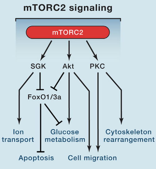 干货 | 揭开mTOR神秘面纱 - 知乎