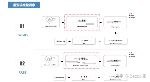 表观组学 - 甲基化分析 - 知乎