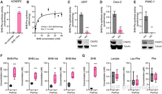 代谢学人——Cell：酮体新通路解锁减重新方向 - 知乎