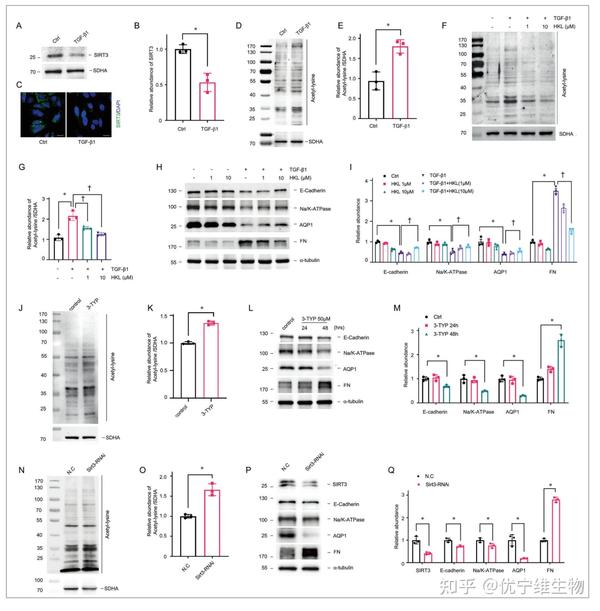 线粒体乙酰化和代谢疾病之间也有关系？一篇高分文献带你了解研究思路 - 知乎