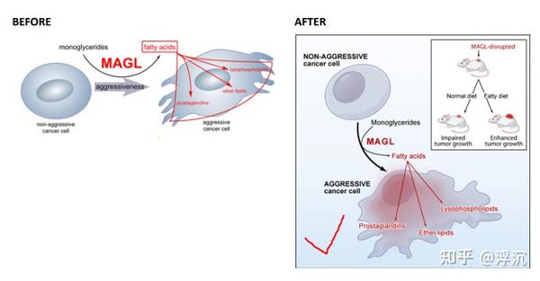 SCI杂志要求的Graphical Abstract、TOC，究竟是什么？（转载） - 知乎