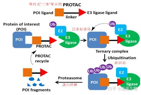 硬核梳理|一文教你区分PROTAC，LYTAC，AUTAC..... - 知乎