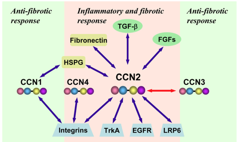 CCN蛋白家族--各有特色的促癌三兄弟 - 知乎