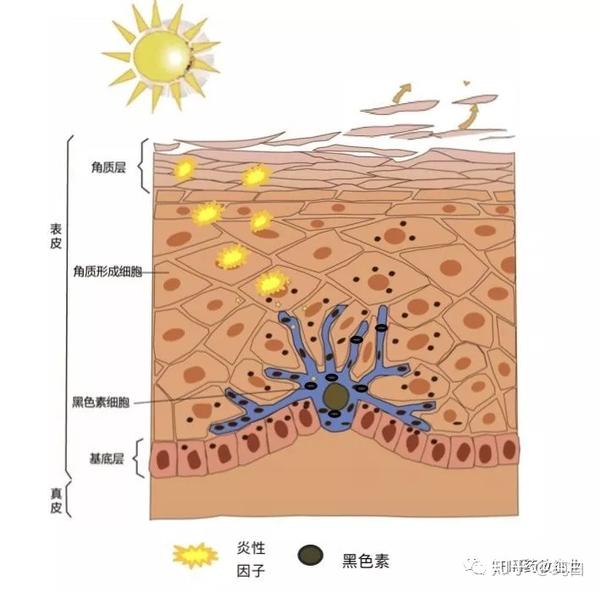 肤色不均,应该怎么办呢? 知乎