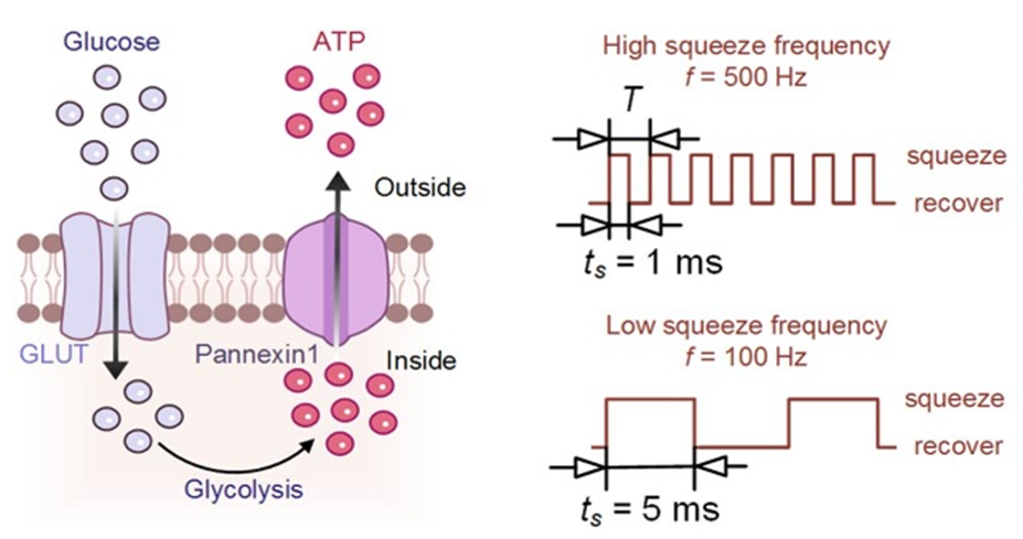 PNAS︱清华大学机械系微流控课题组发现红细胞疲劳溶血机制 - 知乎