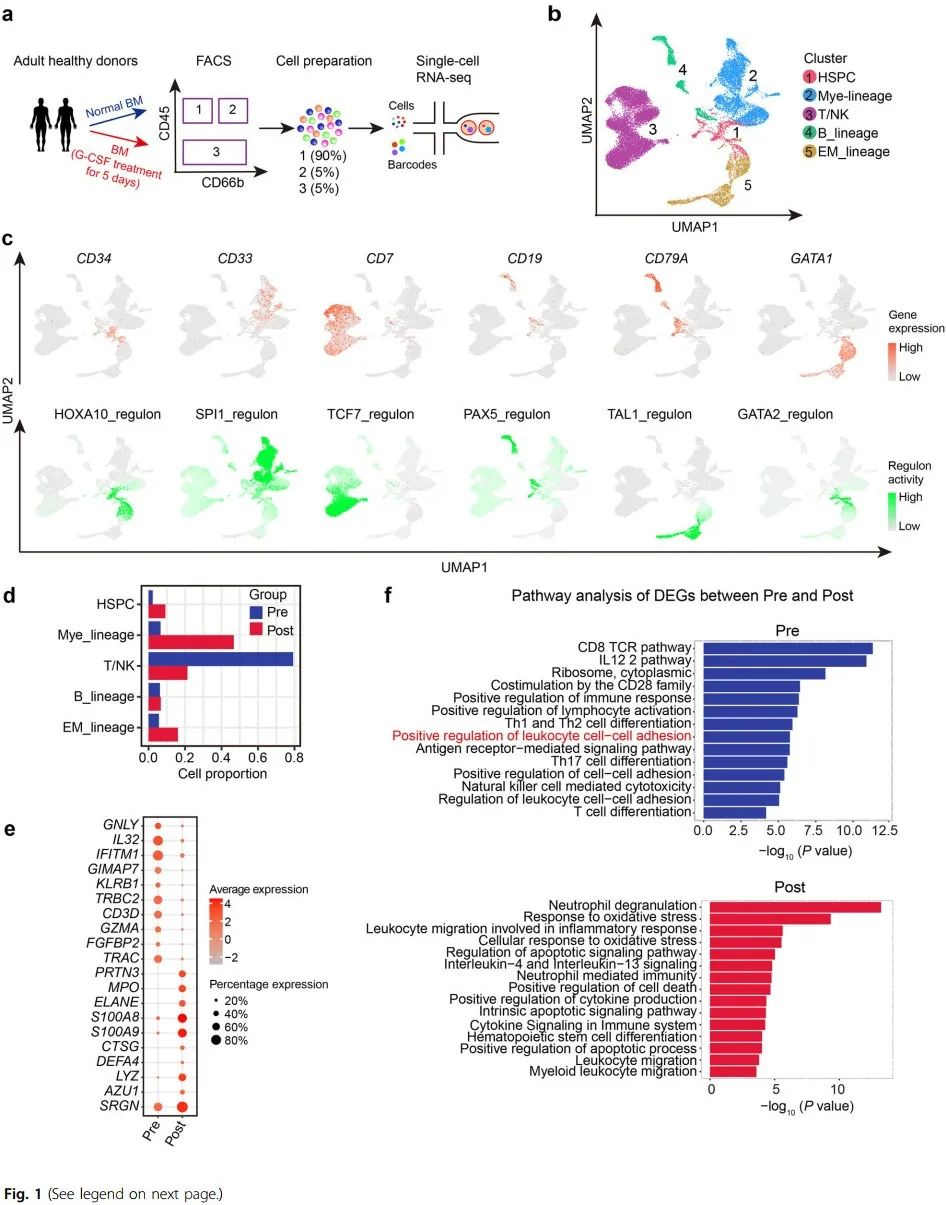 Cell Discovery最新项目文章 | 单细胞转录组测序揭示G-CSF诱导人骨髓造血淋髓偏倚和免疫低反应性的潜在机制 - 知乎