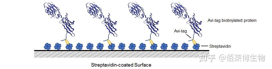 生物分子相互作用实验新利器：Avi-Tag 标签技术 - 知乎