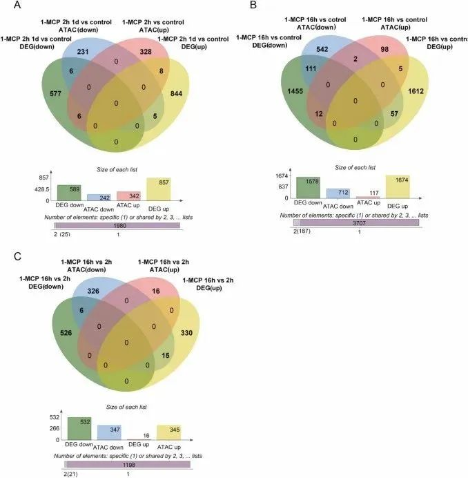 项目文章 | IF>6! ATAC-seq联合RNA-seq揭示转录因子AGL18通过乙烯-生长素交互作用调控番木瓜成熟 - 知乎