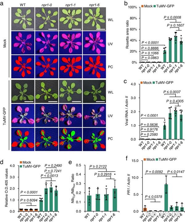 Nature Communication 一种植物RNA病毒(turnip mosaic virus, TuMV)通过抑制NPR1的SUMO化 ...