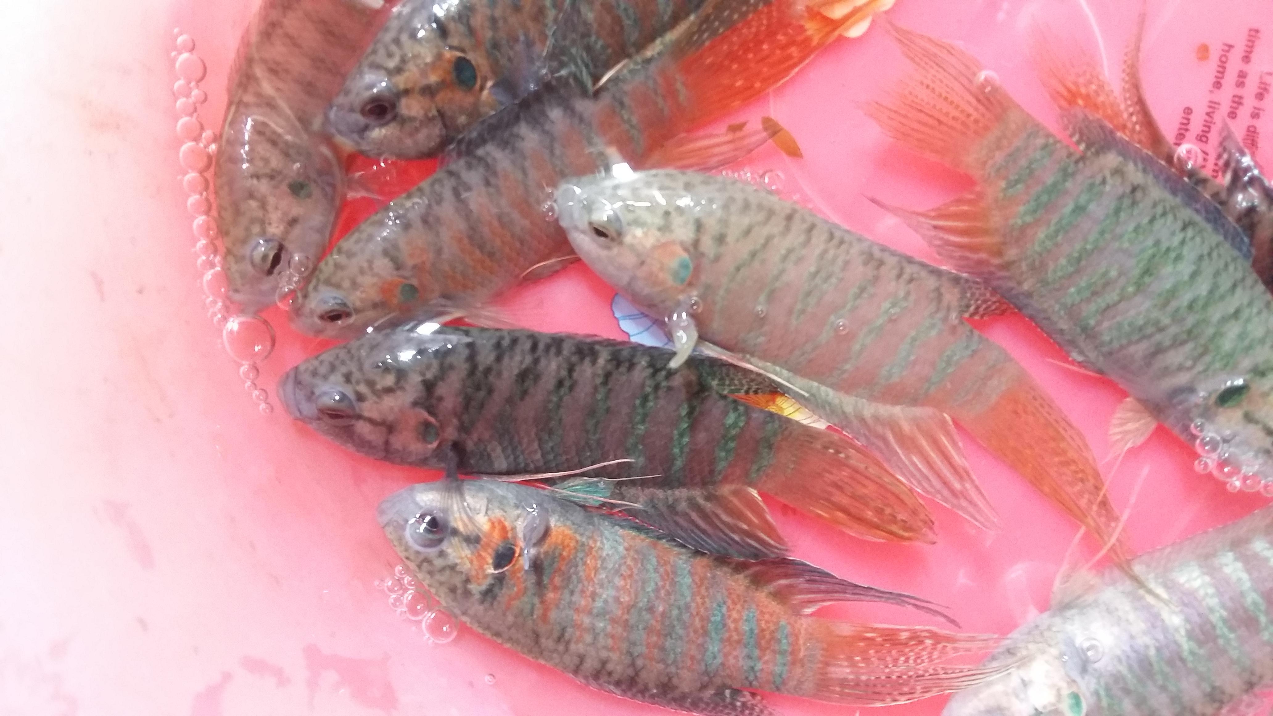 中国斗鱼怎么养？这2点做到位就行，其他的不用操心 - 知乎