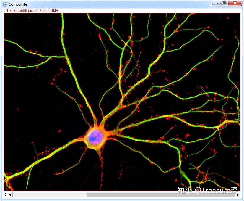 ImageJ实用技巧——荧光&明场图片合并和分割(基本功能篇) - 知乎