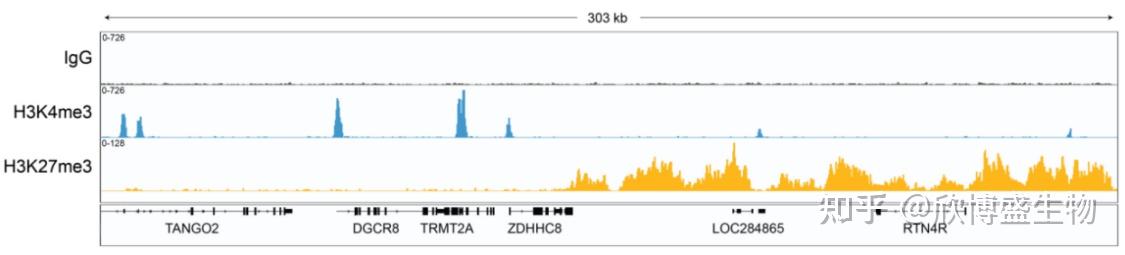 CUTANA™ pAG-MNase for ChIC/CUT&RUN Workflows - 知乎