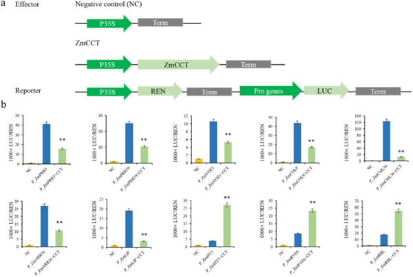 BMC Plant Biol｜DAP-seq和RNA-seq揭示转录因子ZmCCT调节玉米光周期依赖性开花和胁迫响应 - 知乎