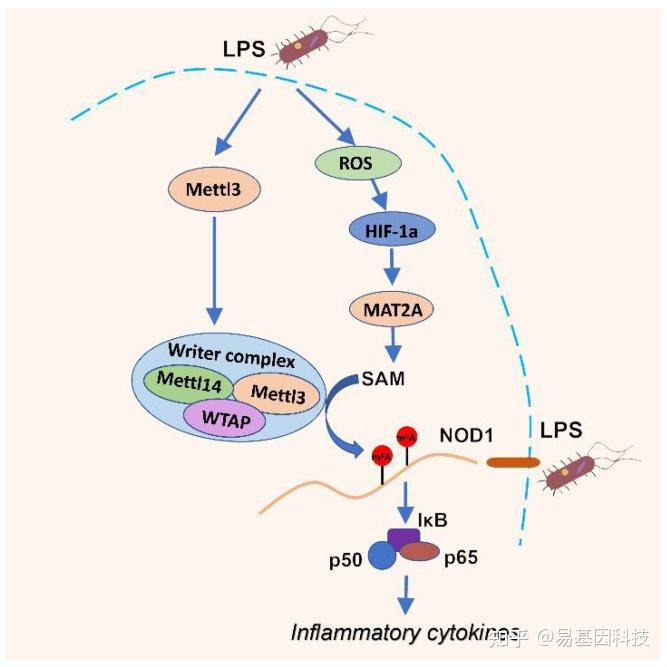 易基因｜脂多糖诱导的仔猪肝脏损伤模型中m6A RNA甲基化介导了NOD1/NF-kB信号激活 - 知乎