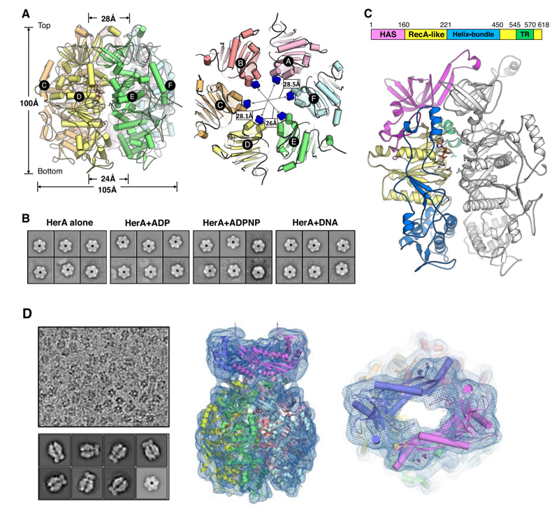 BMC Biol︱杭州师范大学程凯莹团队解析细菌NurA-HerA复合体的DNA末端切除机制 - 知乎