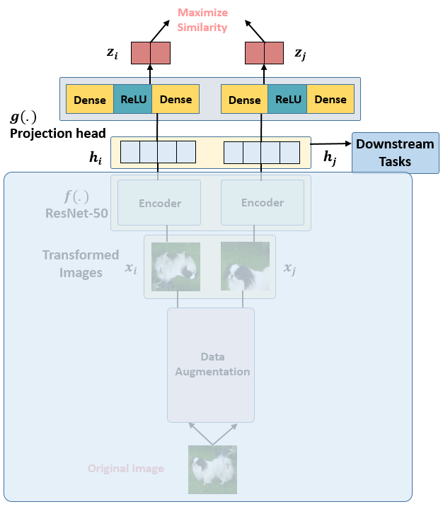 Self-Supervised Learning 超详细解读 (二)：SimCLR系列 - 知乎