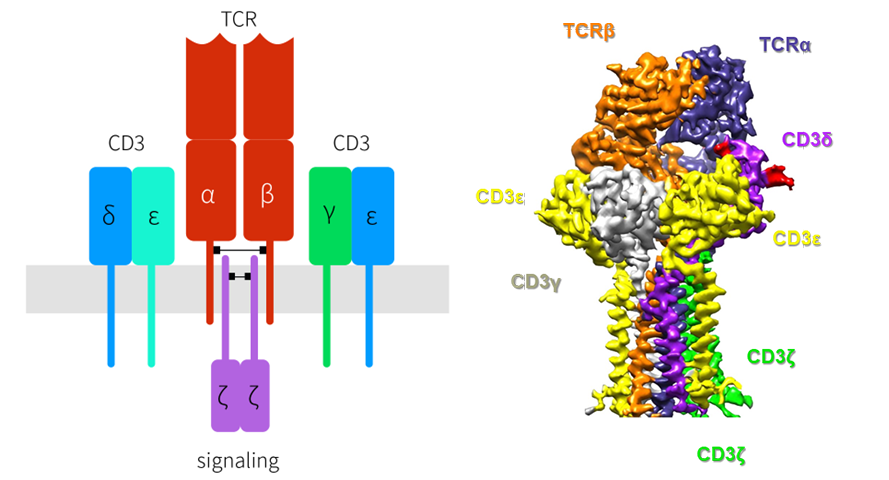 双抗热门靶点：CD3 - 知乎
