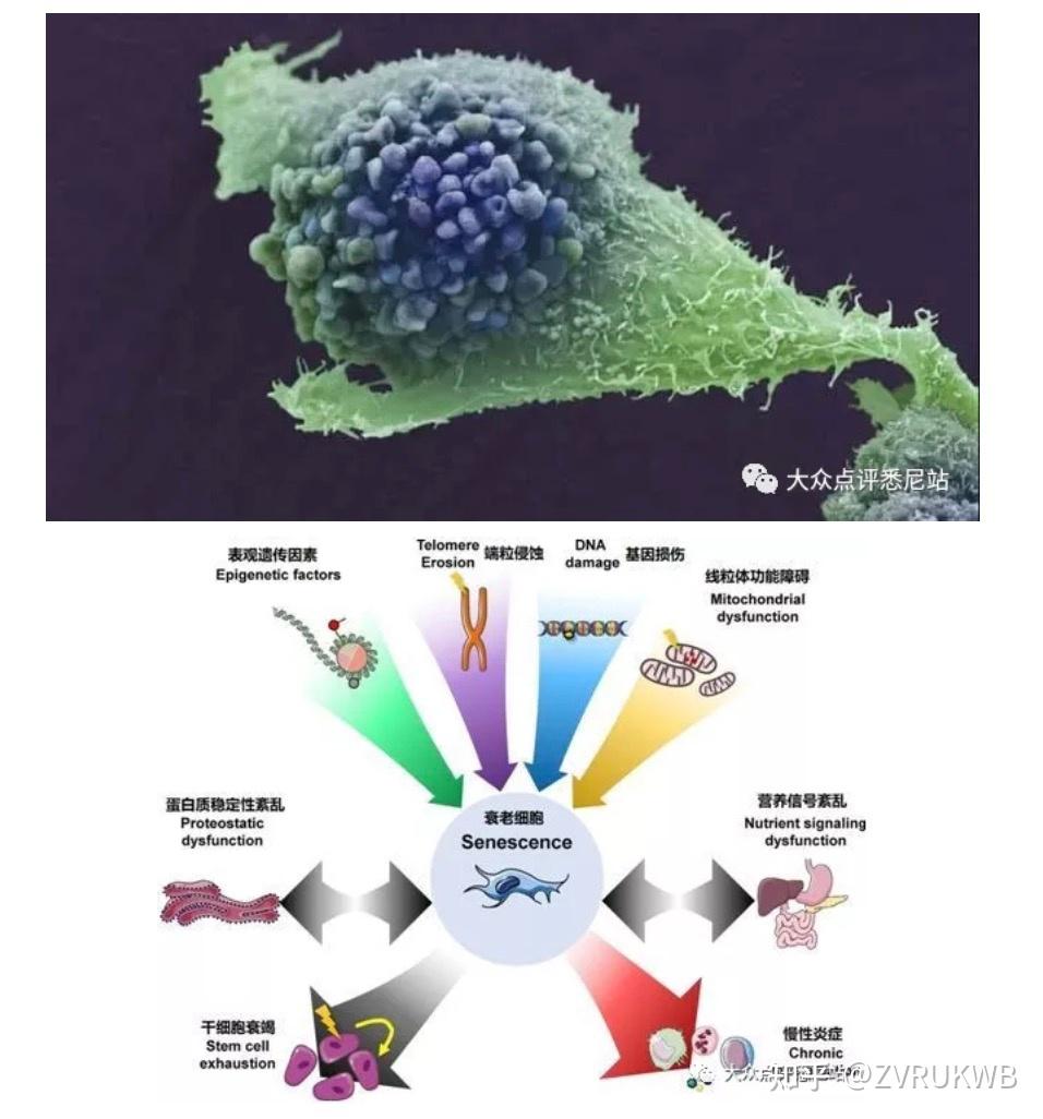 澳洲首个现象级补充剂小绿瓶Synext - 知乎