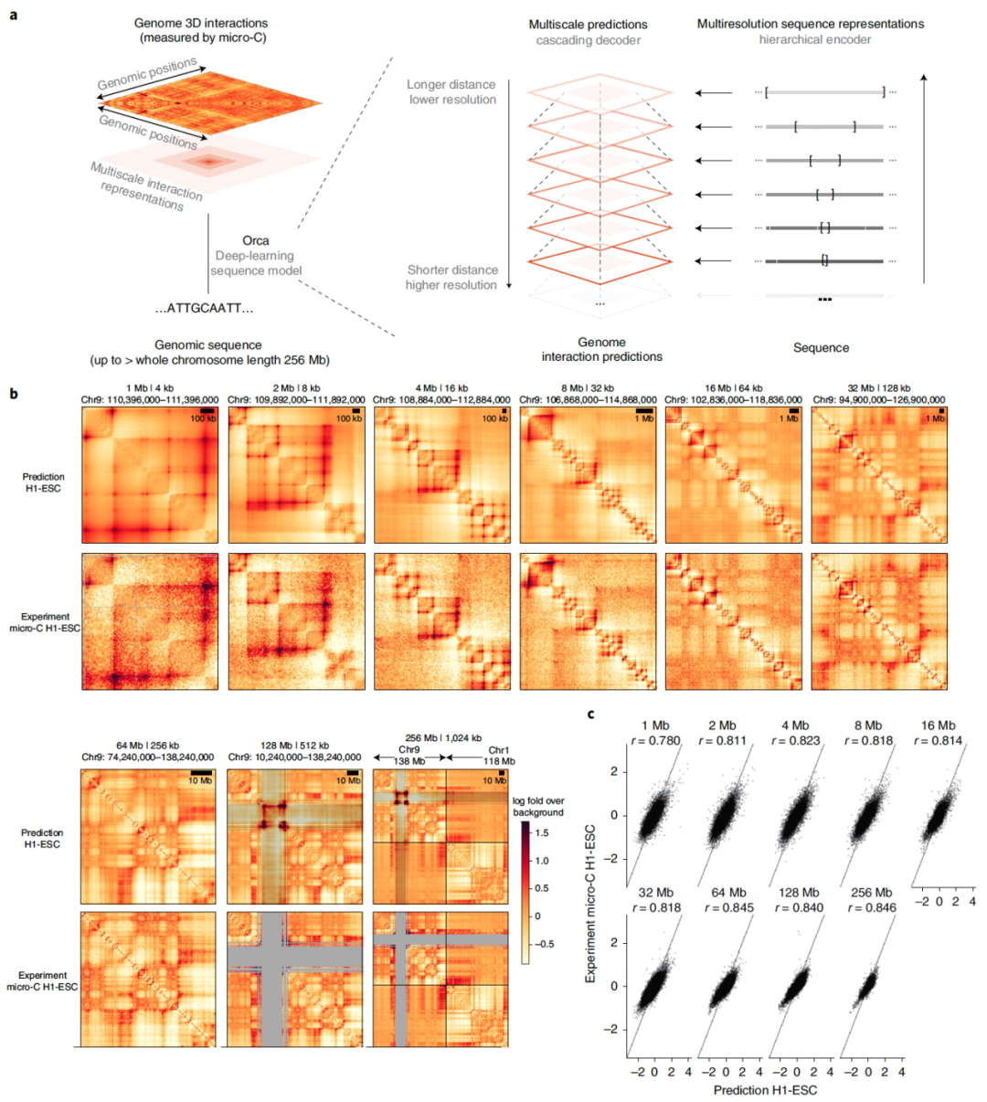 Nat. Genet. | 从碱基到染色体尺度的三维基因组结构的序列建模 - 知乎
