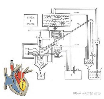 讲鼠解经：离体心脏灌流装置，离体心脏灌流实验技术讲解 - 知乎