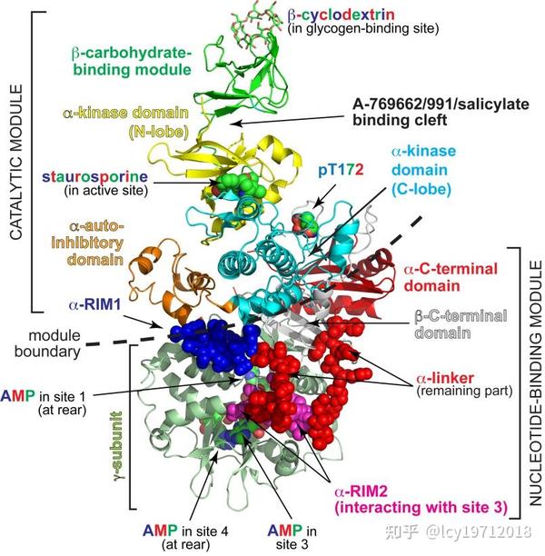 AMPK信号通路（一） - 知乎
