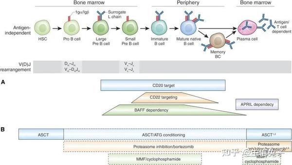B细胞的发育过程 - 知乎