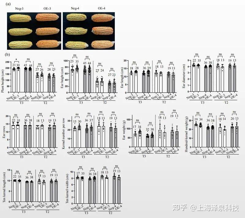 PBJ：玉米广谱抗性新基因ZmNANMT，丰富了玉米遗传育种的抗病基因库 - 知乎