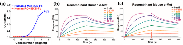 【靶点科普】c-Met：靶向疗法研究进展 - 知乎