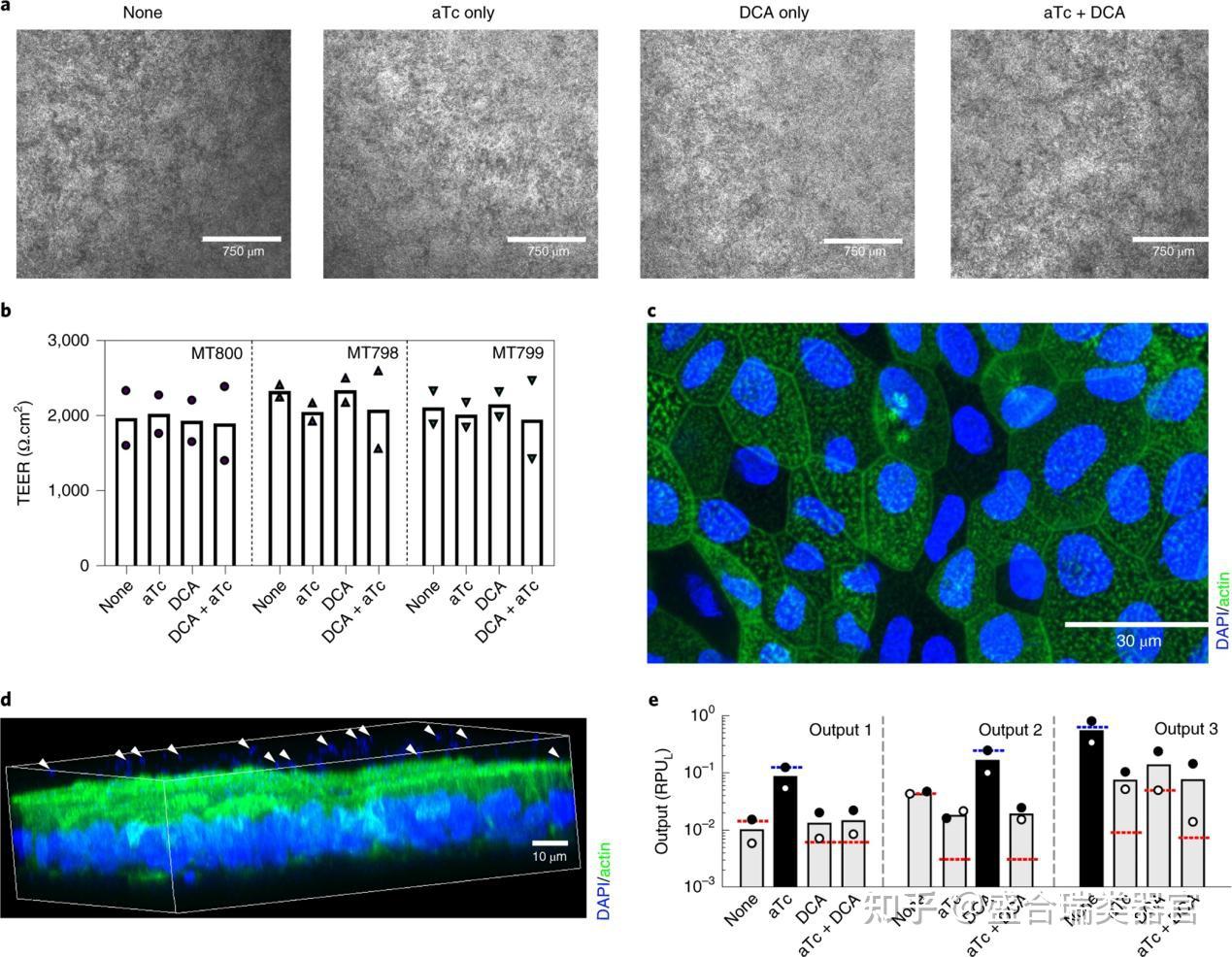 【Nature Protocols】：人原代结肠细胞和耐氧细菌共培养（上） - 知乎