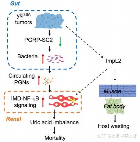 IF=43.474！Immunity｜宋威团队揭示癌症恶液质的致病机理：肠道-肾脏免疫轴和尿酸代谢 - 知乎