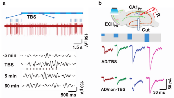【文献解读】内嗅皮层到CA1的突触功能损伤导致AD小鼠认知障碍新机制 - 知乎