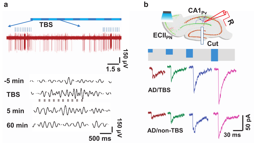 【文献解读】内嗅皮层到CA1的突触功能损伤导致AD小鼠认知障碍新机制 - 知乎
