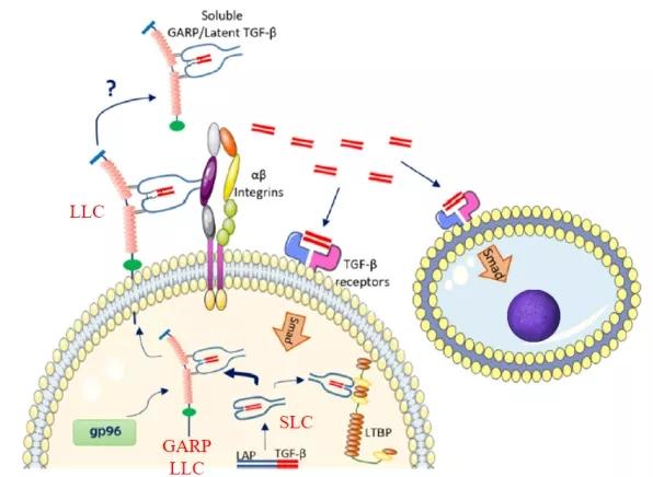 【年末重磅】GARP靶点全新来袭 - 知乎