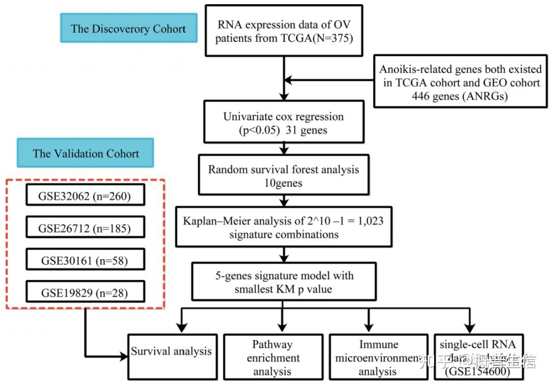 新型失巢凋亡相关基因预测卵巢癌预后模型构建与验证 - 知乎