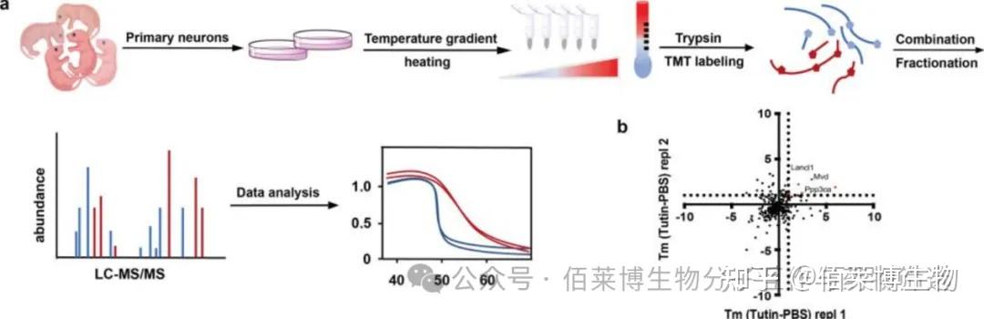以药找靶及关键氨基酸位点验证：TPP+CETSA+MST+HDX-MS+分子对接验证tutin靶向CN诱导小鼠癫痫发作 - 知乎