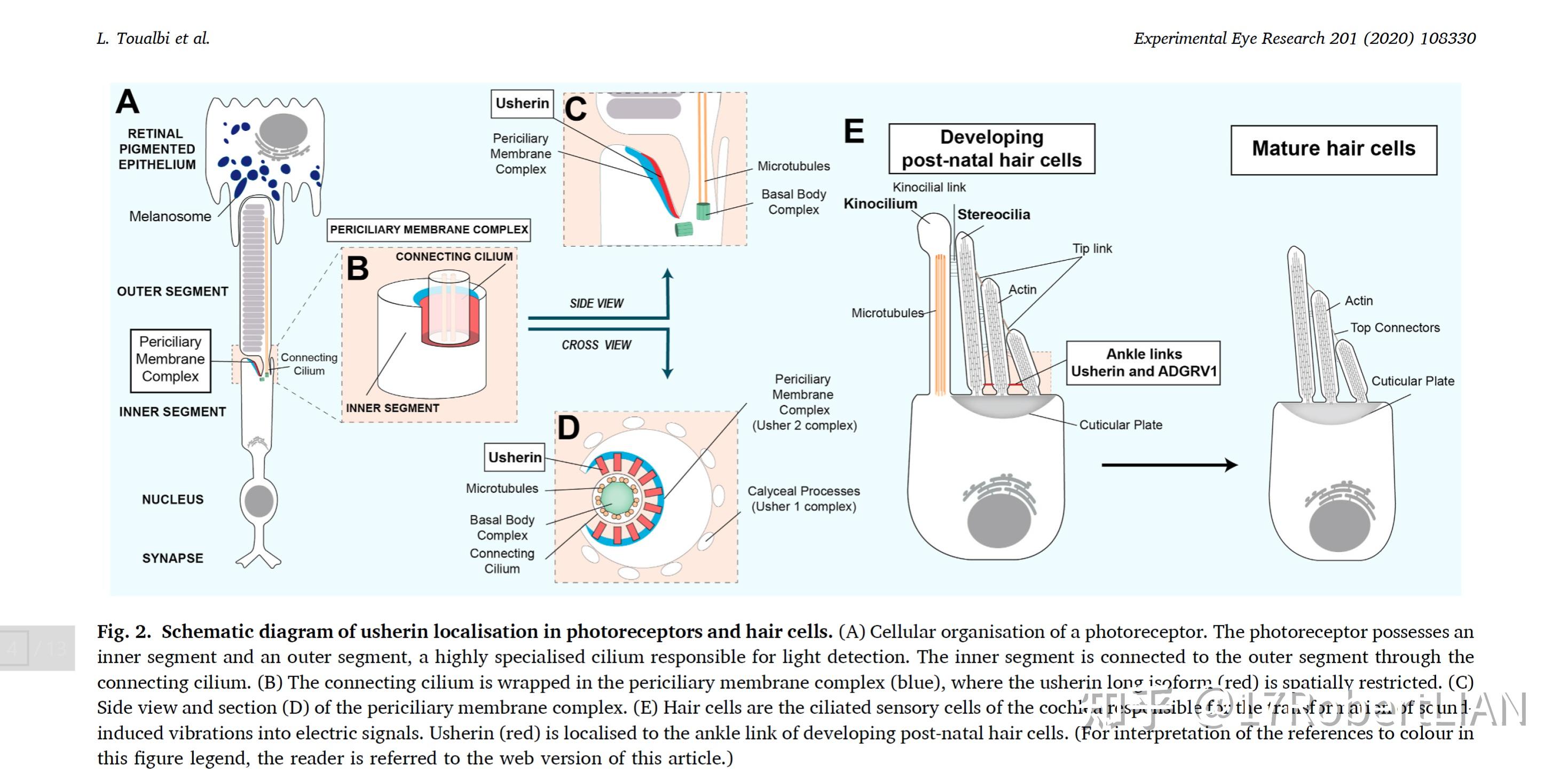 USH2A———二型USHER综合症患者指南 - 知乎