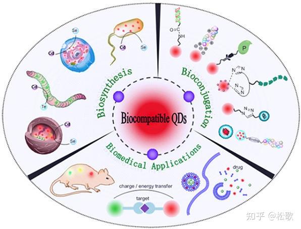 量子生物学解锁情感密码的神奇钥匙 - 知乎