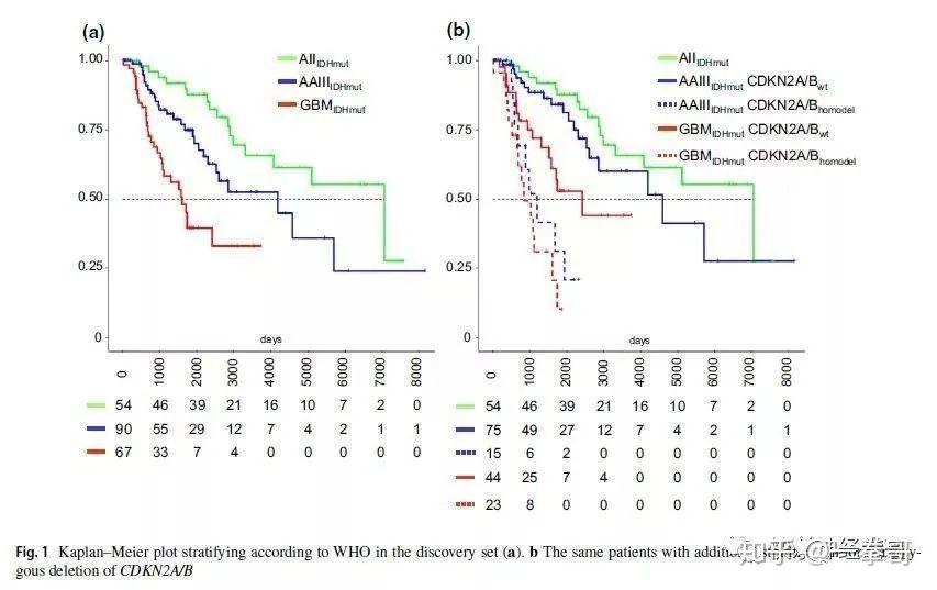 CDKN2A/2B拷贝数缺失肿瘤患者的特点、对免疫治疗的影响及靶向抑制剂 - 知乎