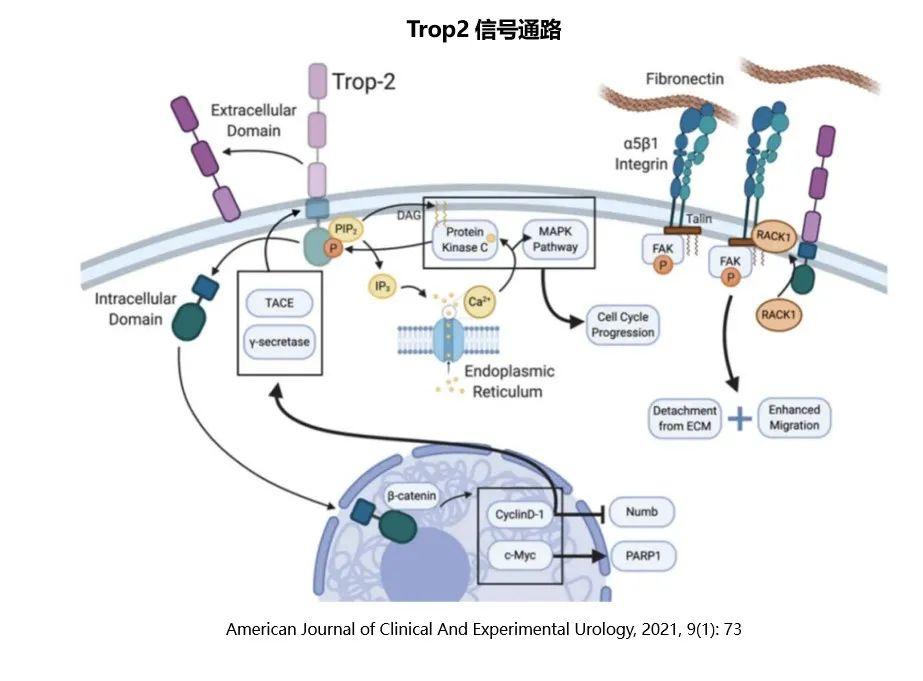 抗肿瘤药研发热门靶点Trop2 - 知乎